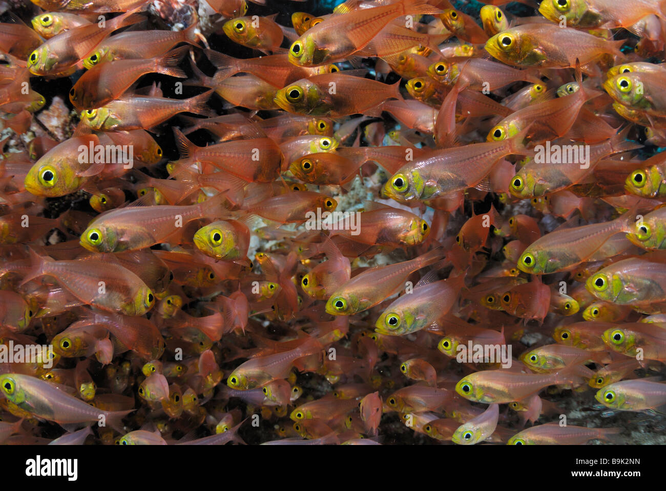 Golden sweepers Parapriacanthus ransonneti Lembeh Strait Celebes Sea ...
