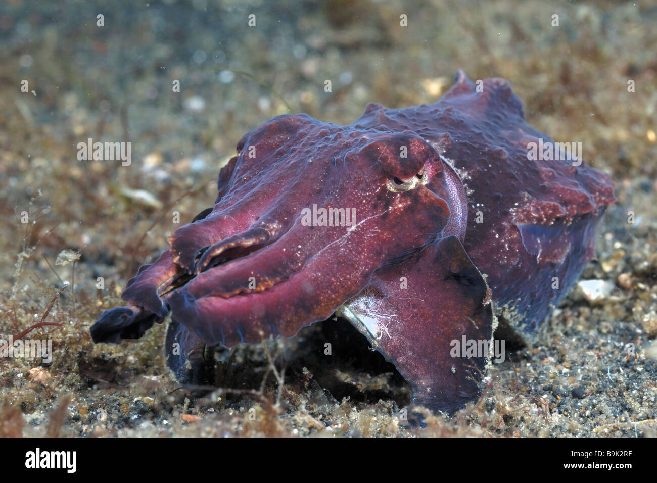 Pfeffers flamboyant cuttlefish Metasepia pfefferi Lembeh Strait Celebes ...