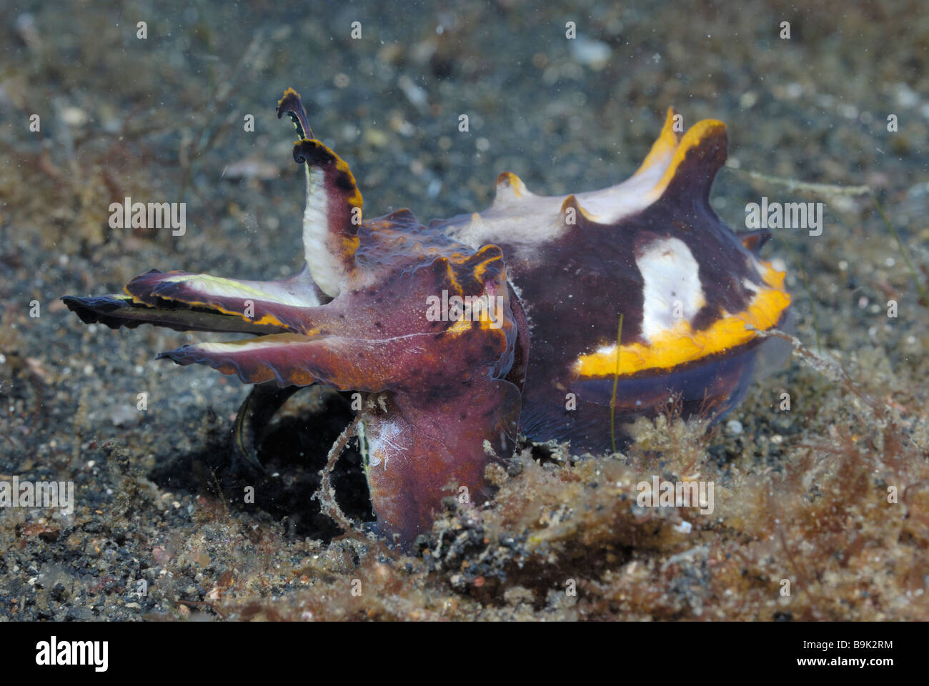 Pfeffers Flamboyant Cuttlefish Metasepia Pfefferi High Resolution Stock ...