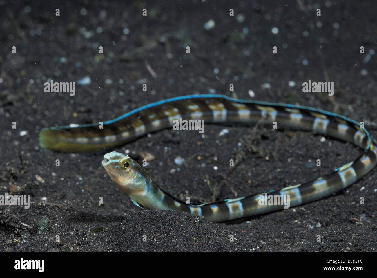 Snake blenny Xiphasia setifer out of burrow at night Lembeh Strait ...