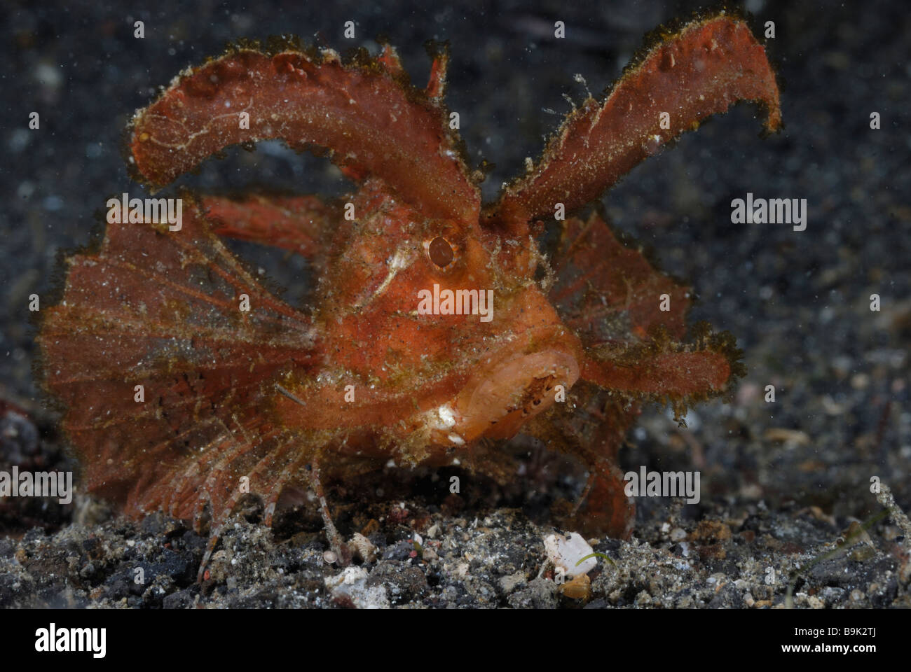 Ambon scorpionfish Pteroidichthys amboinensis Lembeh Strait Celebes Sea ...