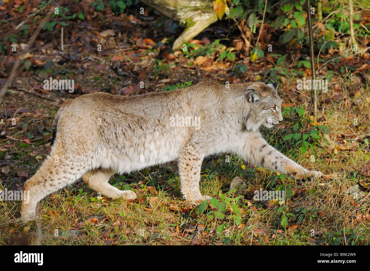 lynx - walking / Lynx lynx Stock Photo - Alamy