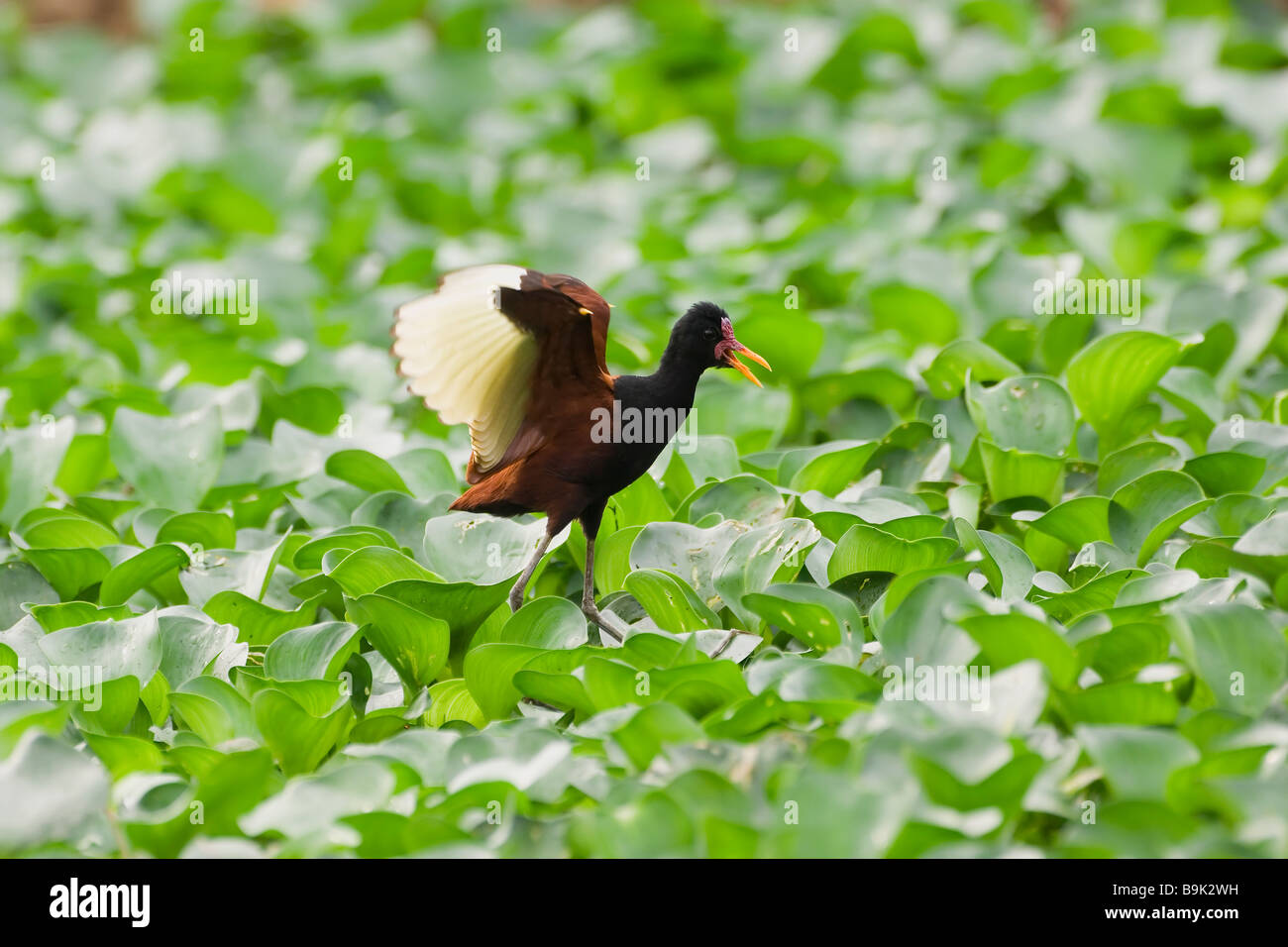 Wattled Jacana, Jacana jacana Brazil Stock Photo - Alamy