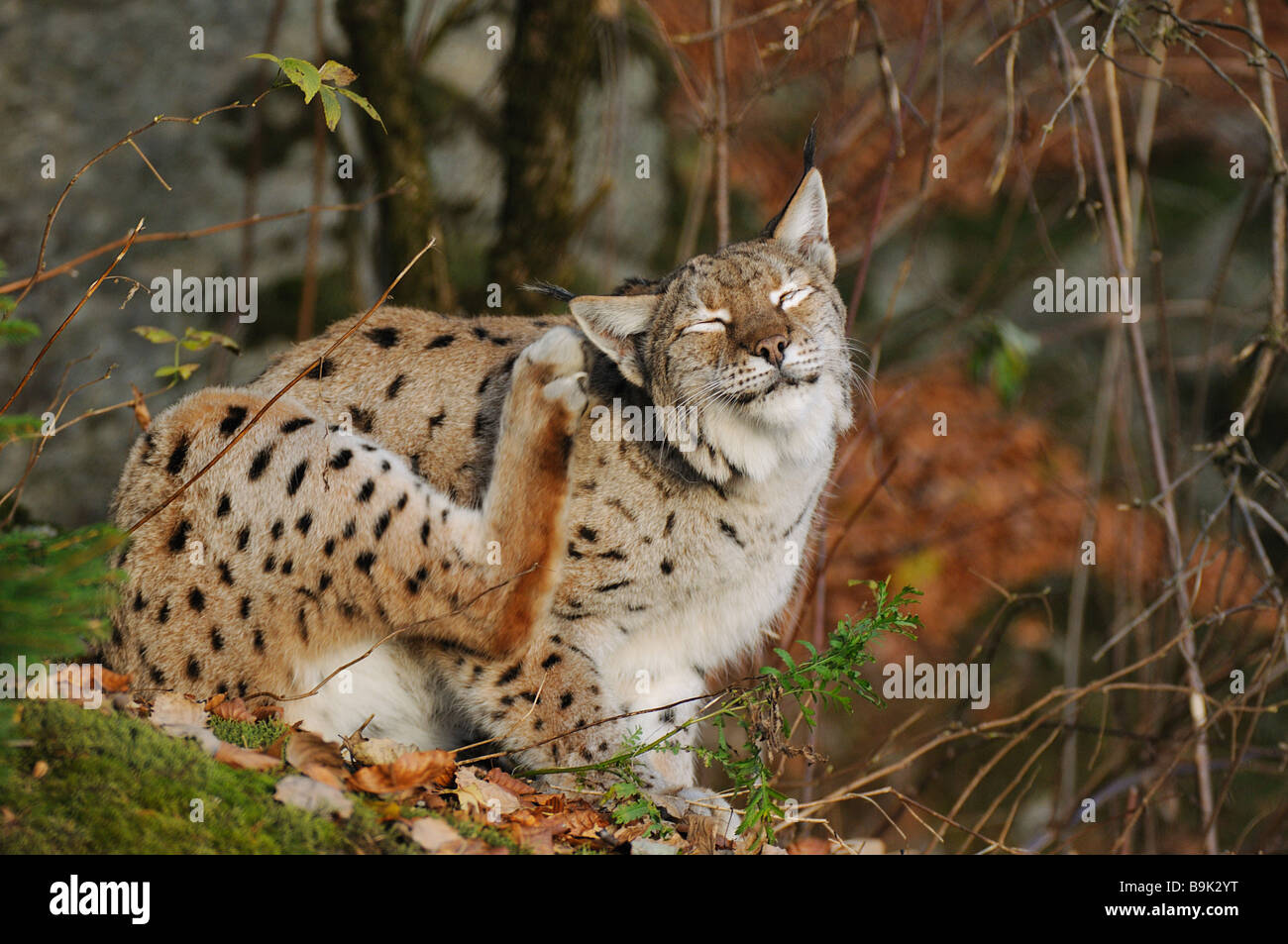 lynx - scratching itself / Lynx lynx Stock Photo - Alamy
