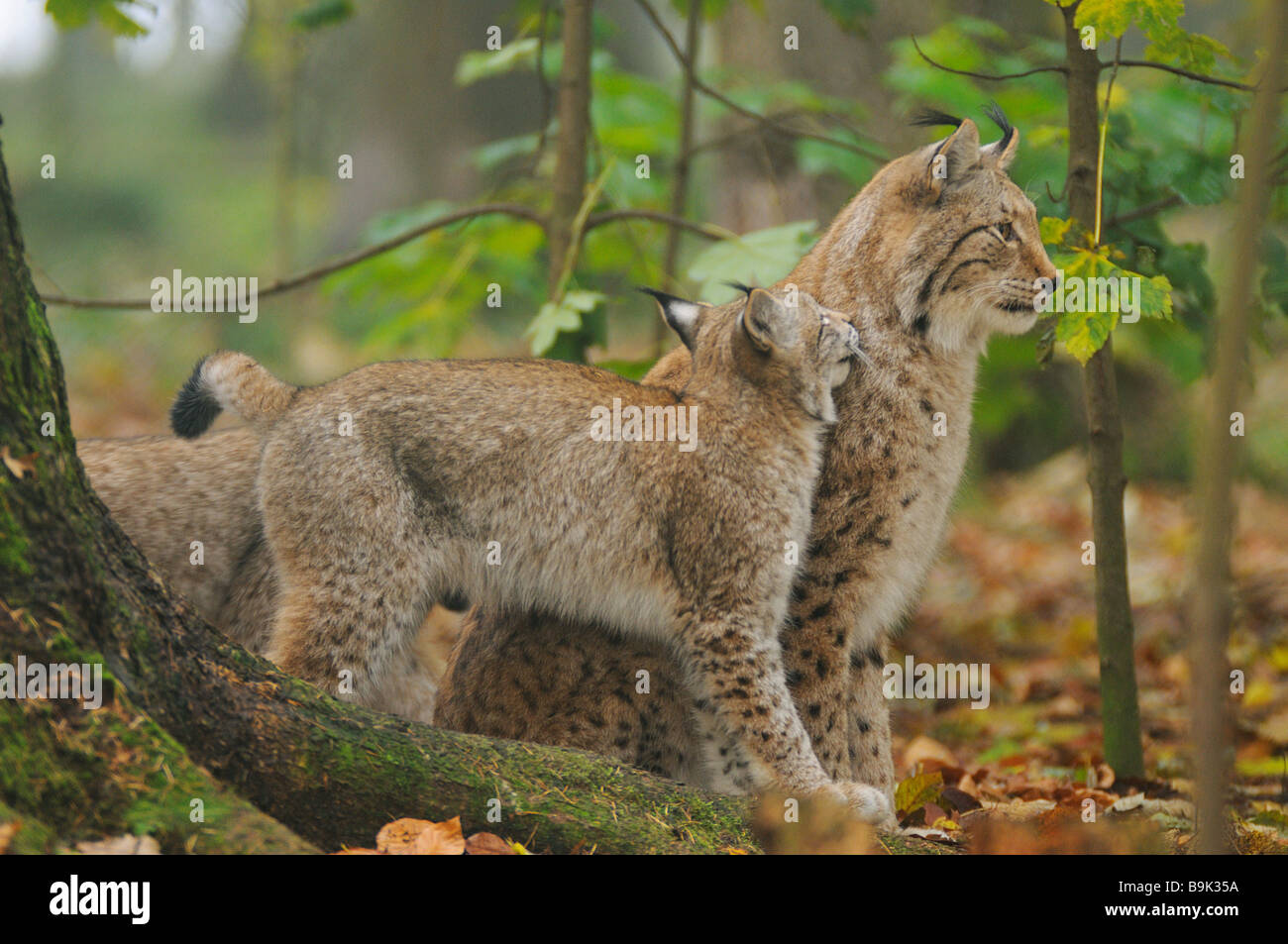 lynx and cub / Lynx lynx Stock Photo - Alamy