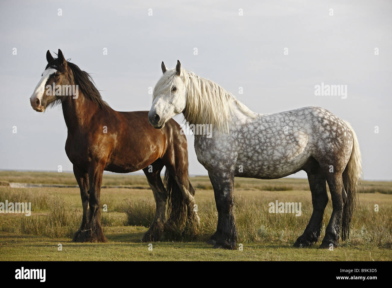 Shire Horse and Percheron horse on meadow Stock Photo - Alamy