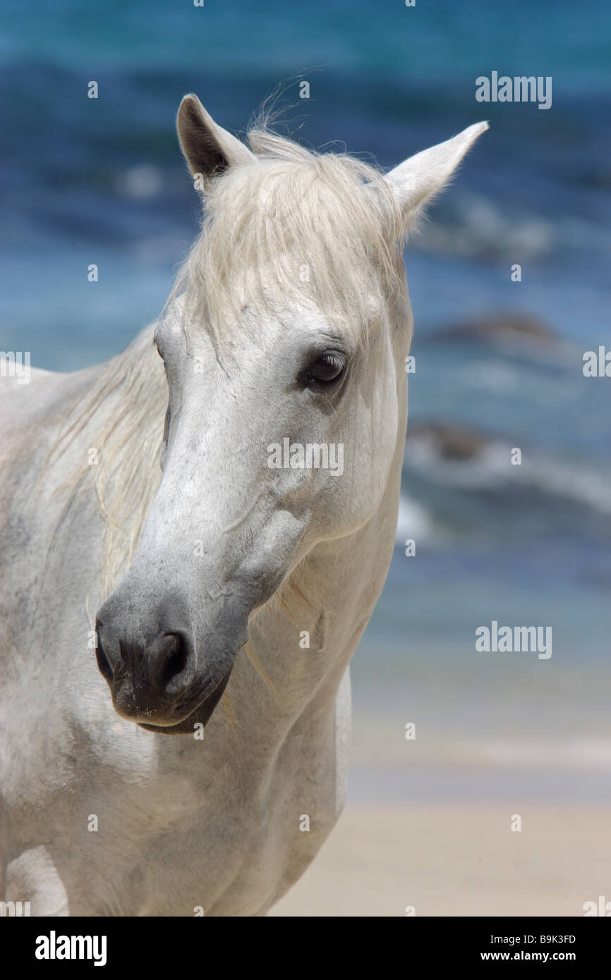 Pony horse - portrait Stock Photo - Alamy