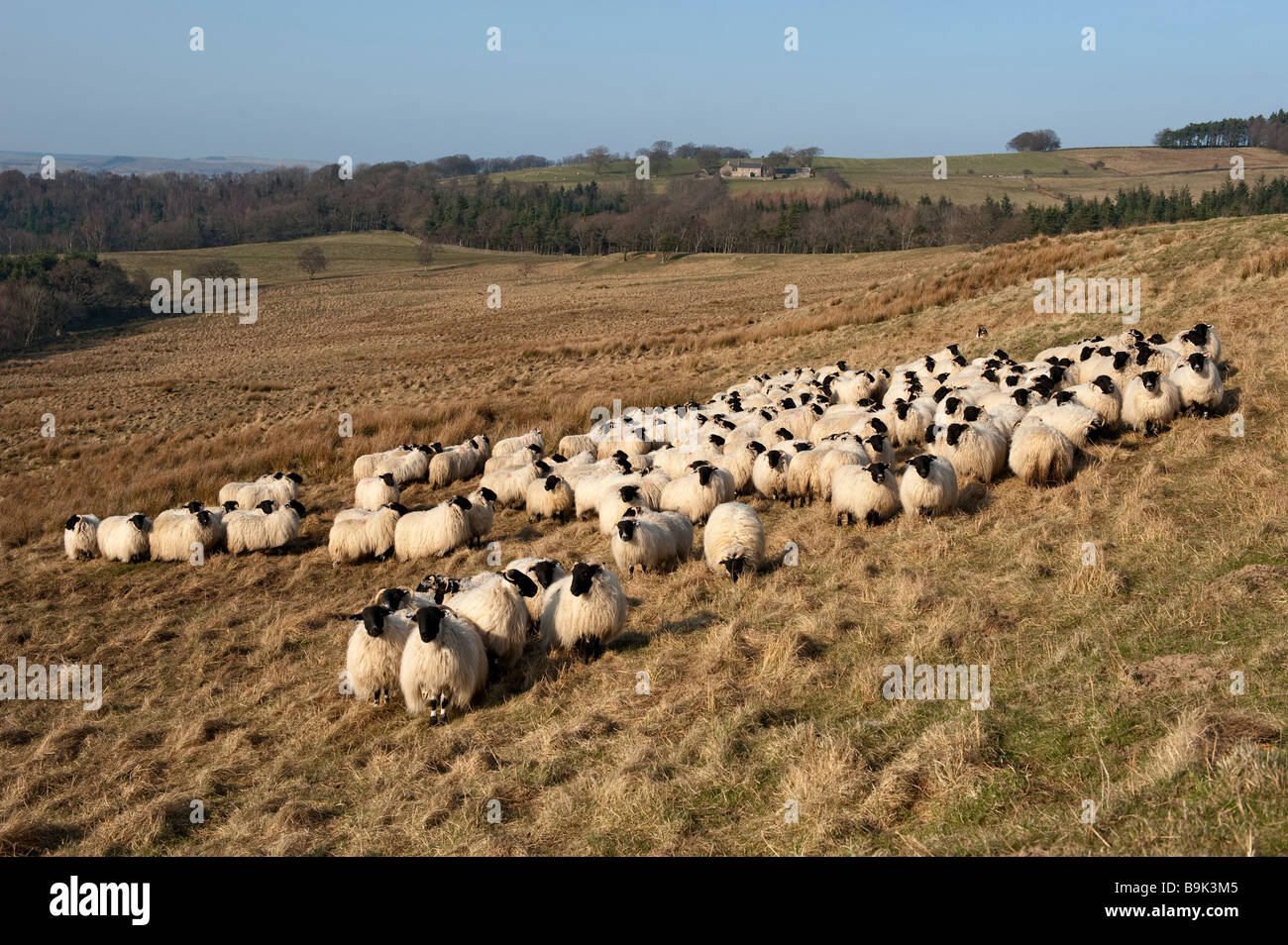 Hexham type Blackface gimmer hoggs in spring, Northumberland Stock ...