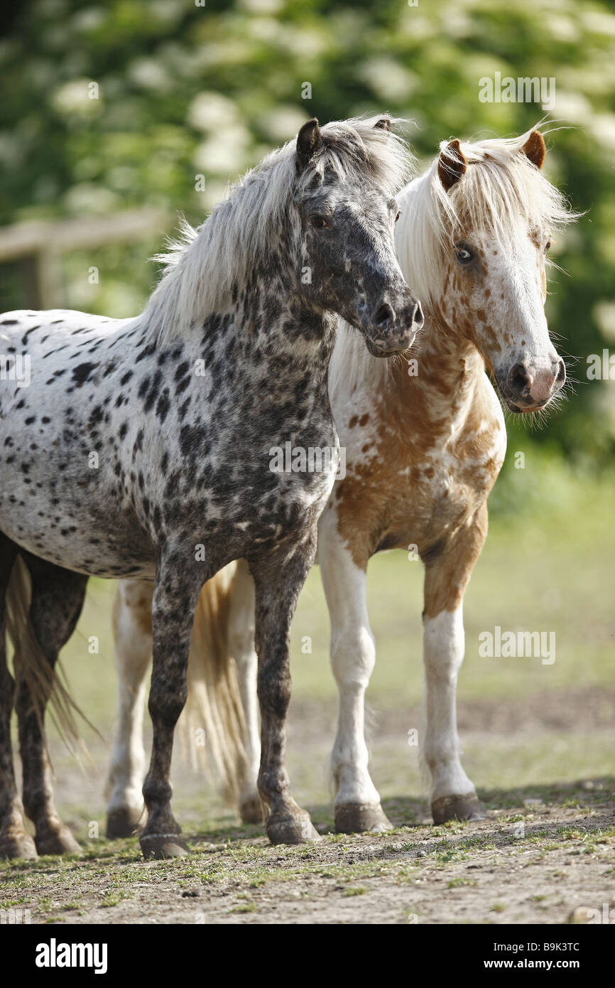 two German part-bred Shetland pony horses Stock Photo - Alamy