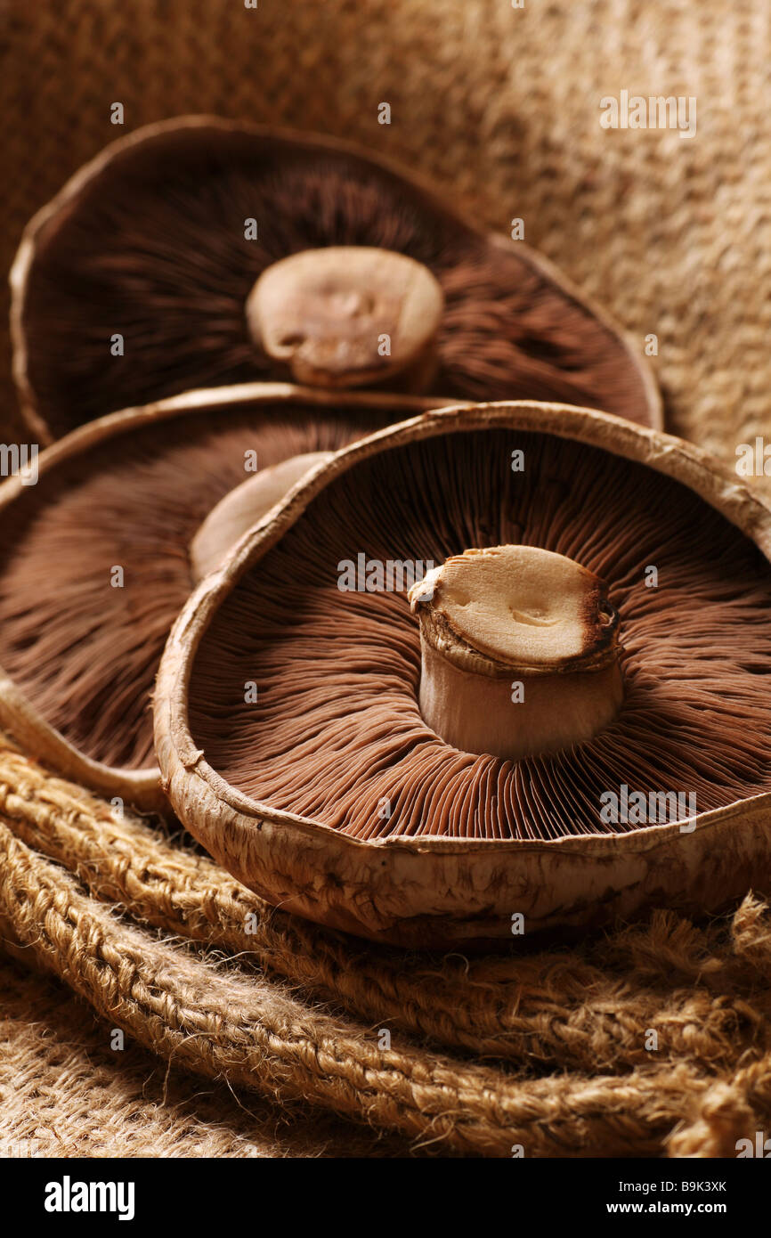 still life of three portobello mushrooms Stock Photo - Alamy