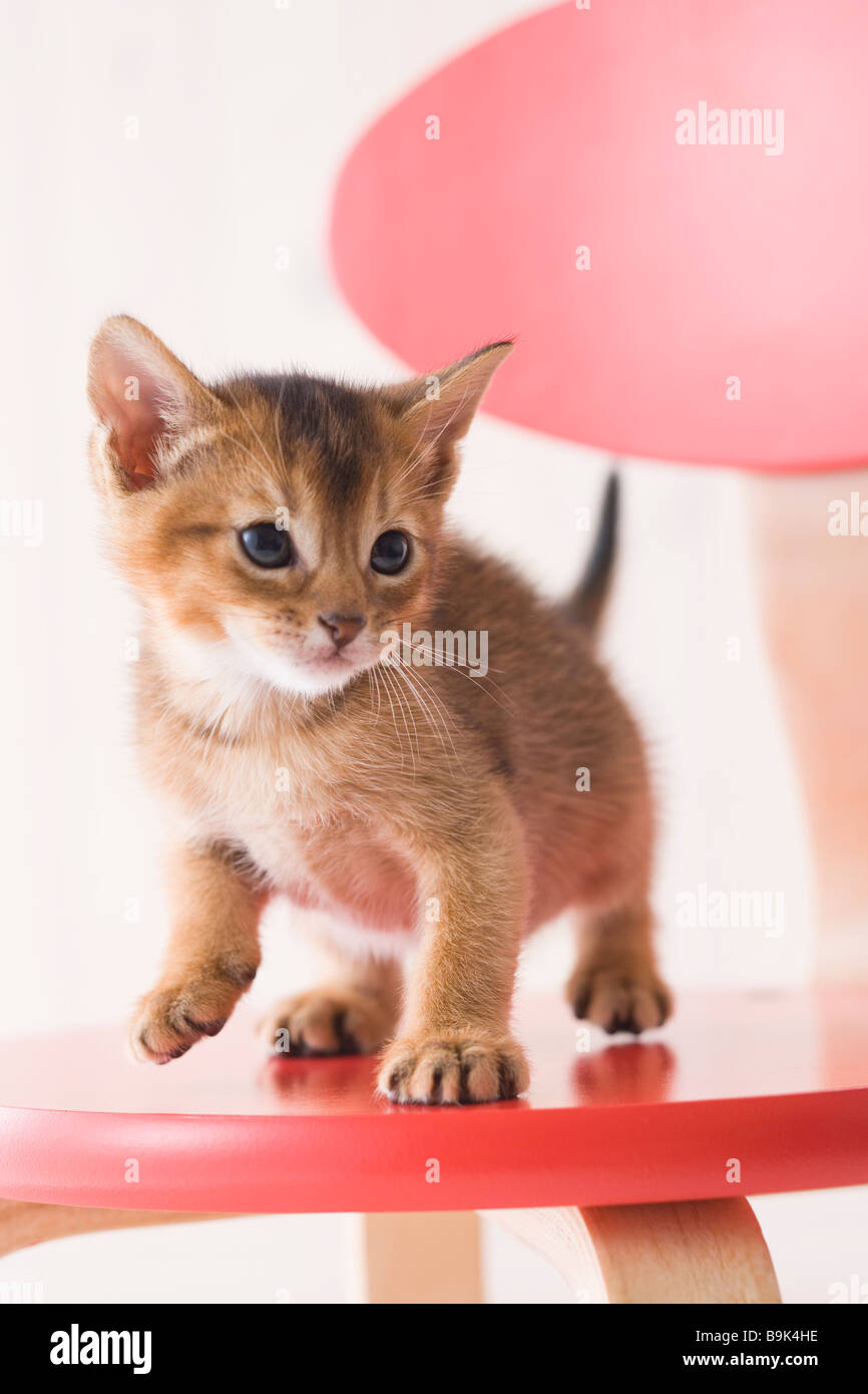 Abyssinian standing on a chair Stock Photo - Alamy