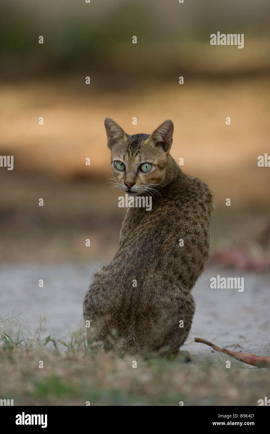 Semi-domestic Cat Felix Stock Photo - Alamy