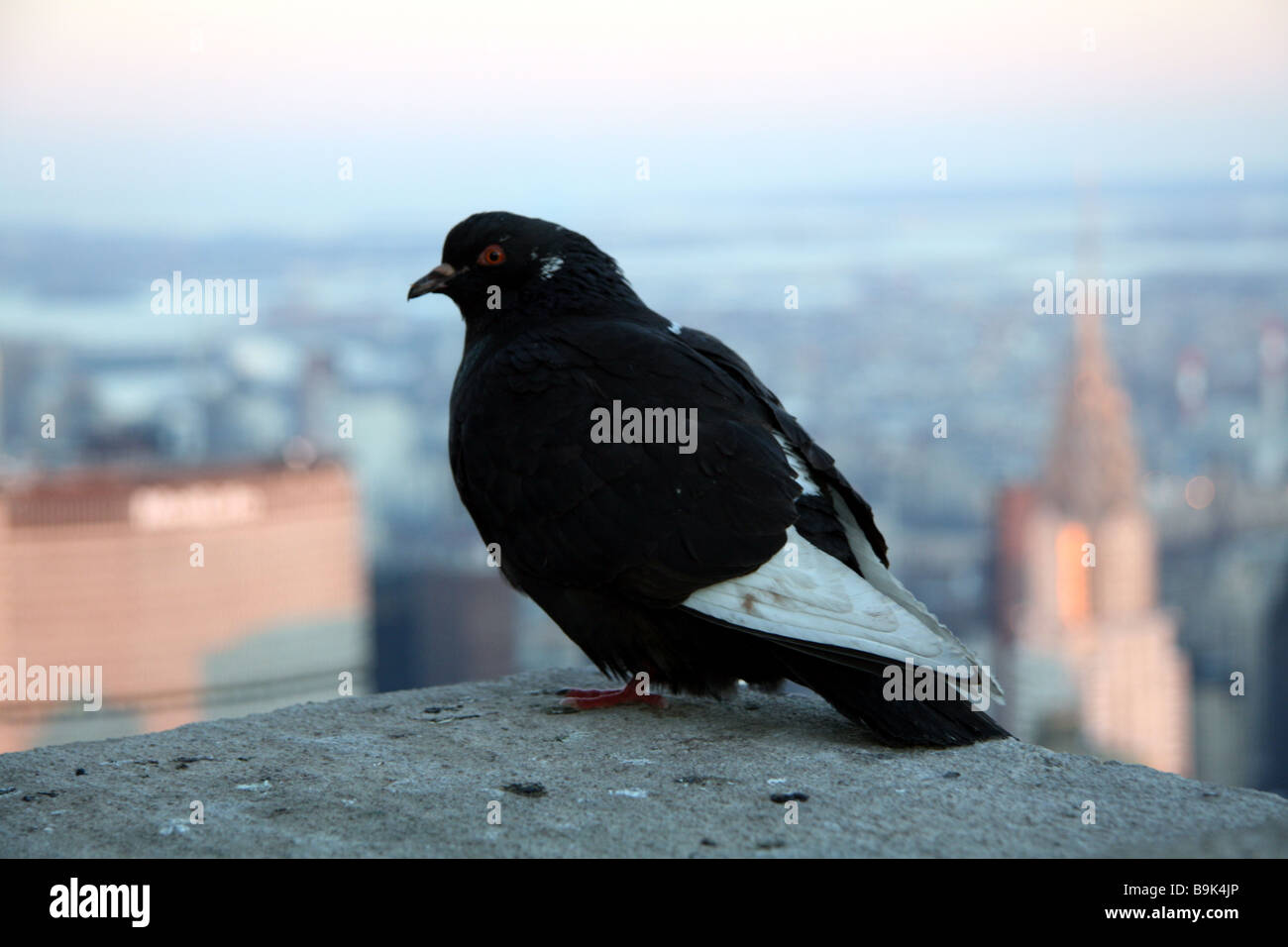 Pidgeon on a sky scraper, New York Stock Photo - Alamy