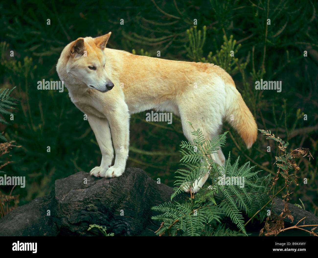 Dingo which had been hi-res stock photography and images - Alamy