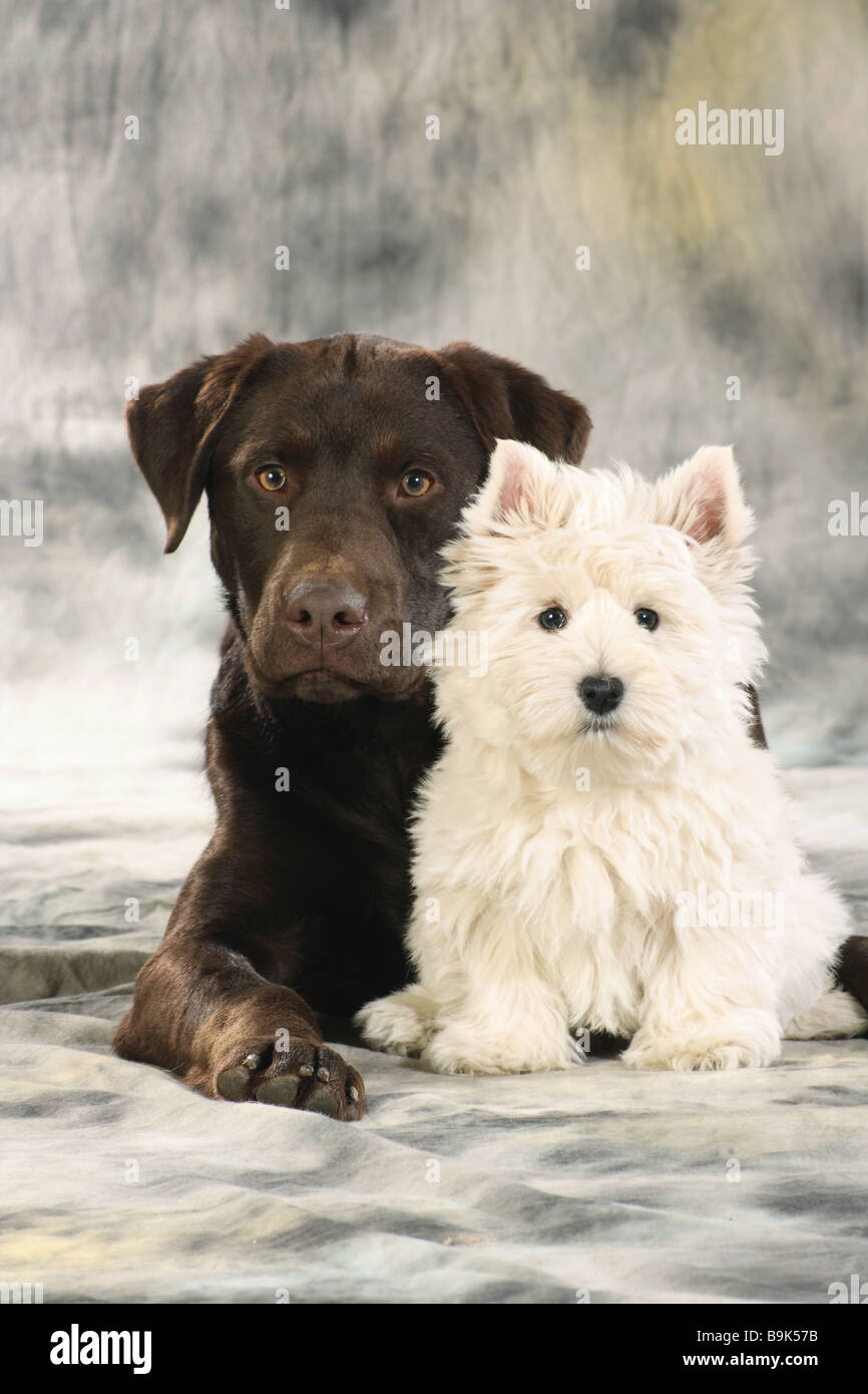 Labrador Retriever West Highland White High Resolution Stock ...
