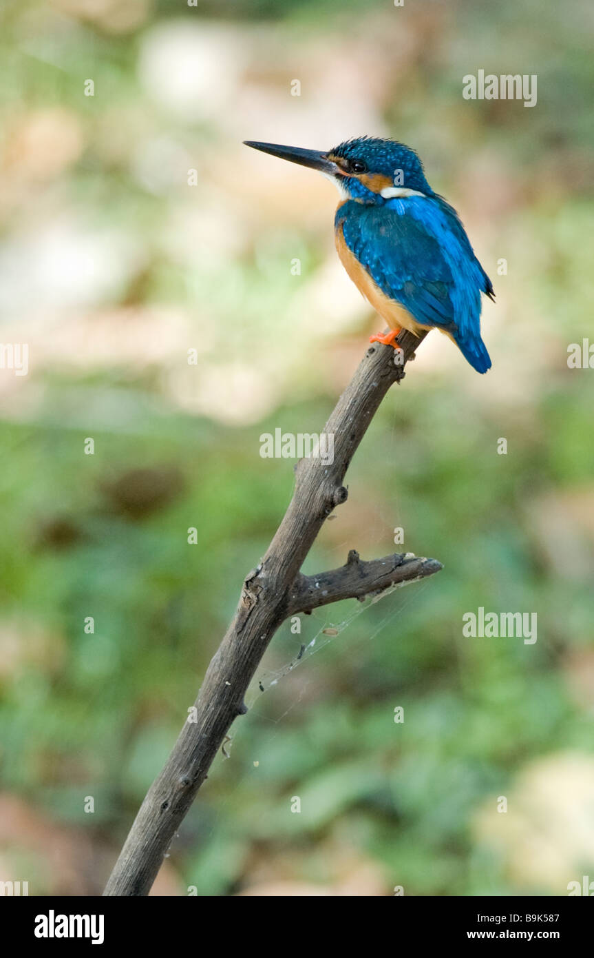Common kingfisher (alcedo atthis) bird hi-res stock photography and ...