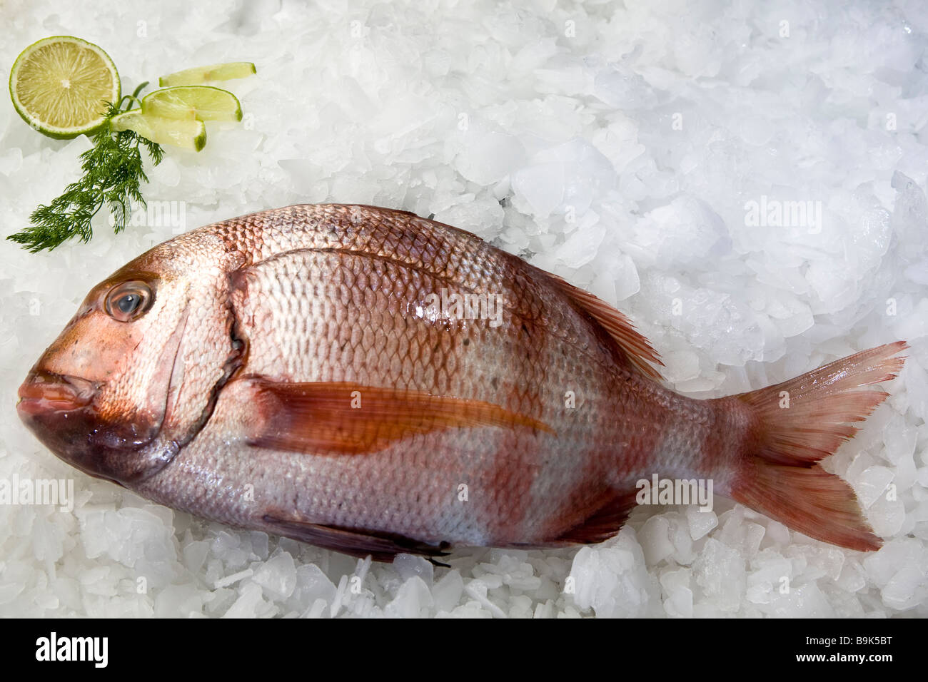 snapper on ice Stock Photo - Alamy