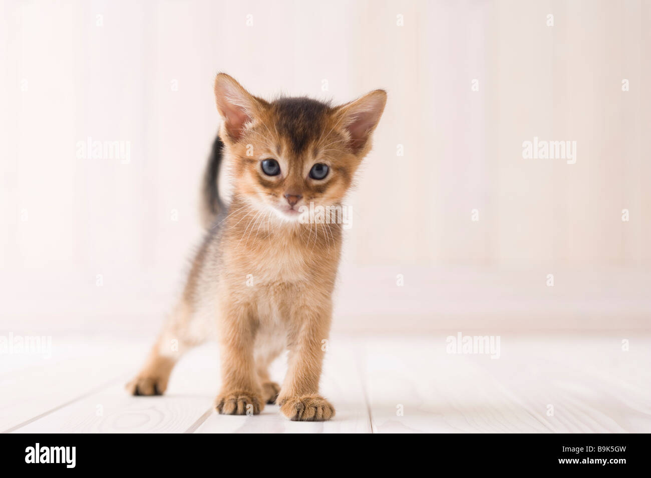 Abyssinian hi-res stock photography and images - Alamy