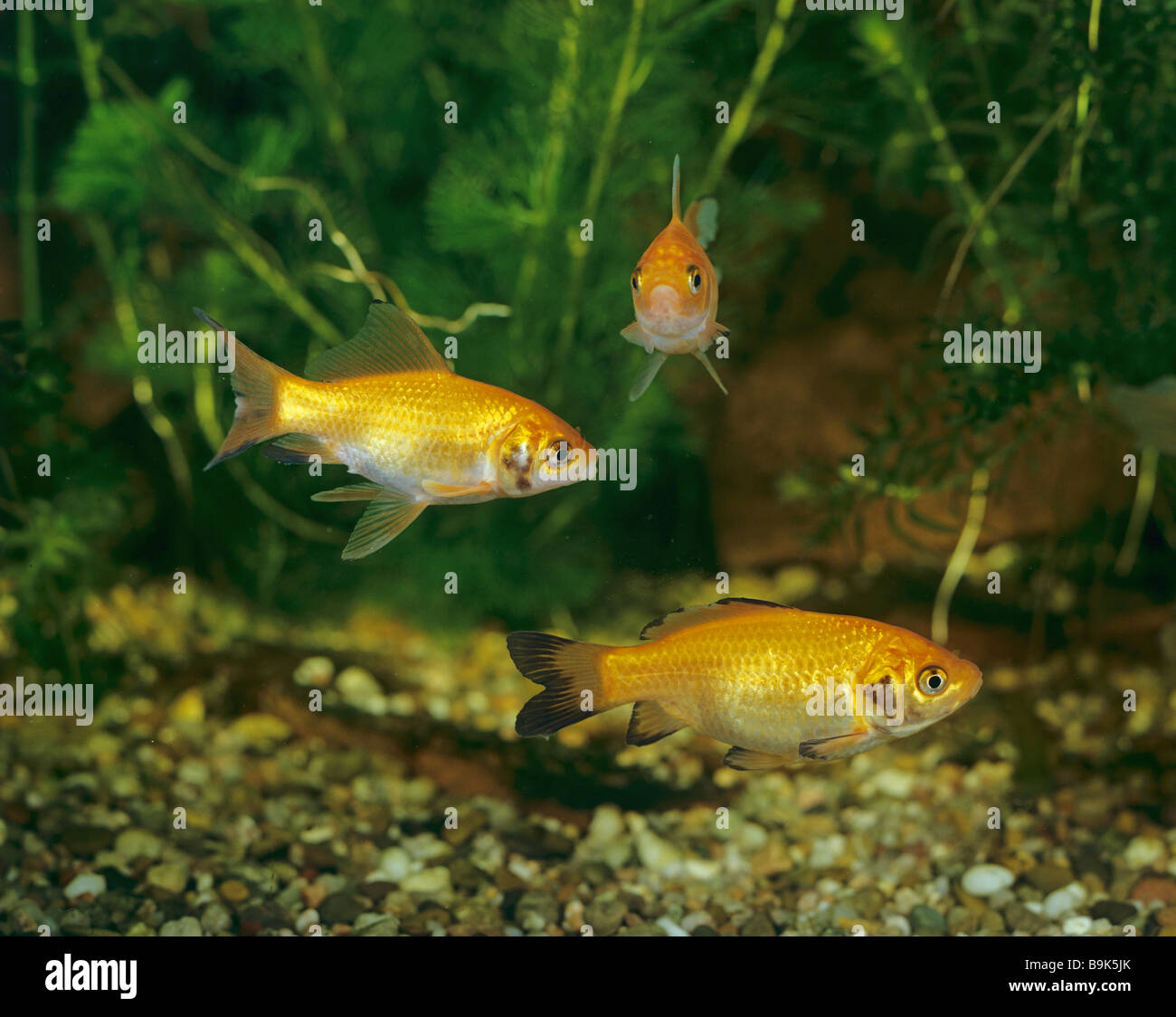 Goldfish / Carassius auratus Stock Photo - Alamy