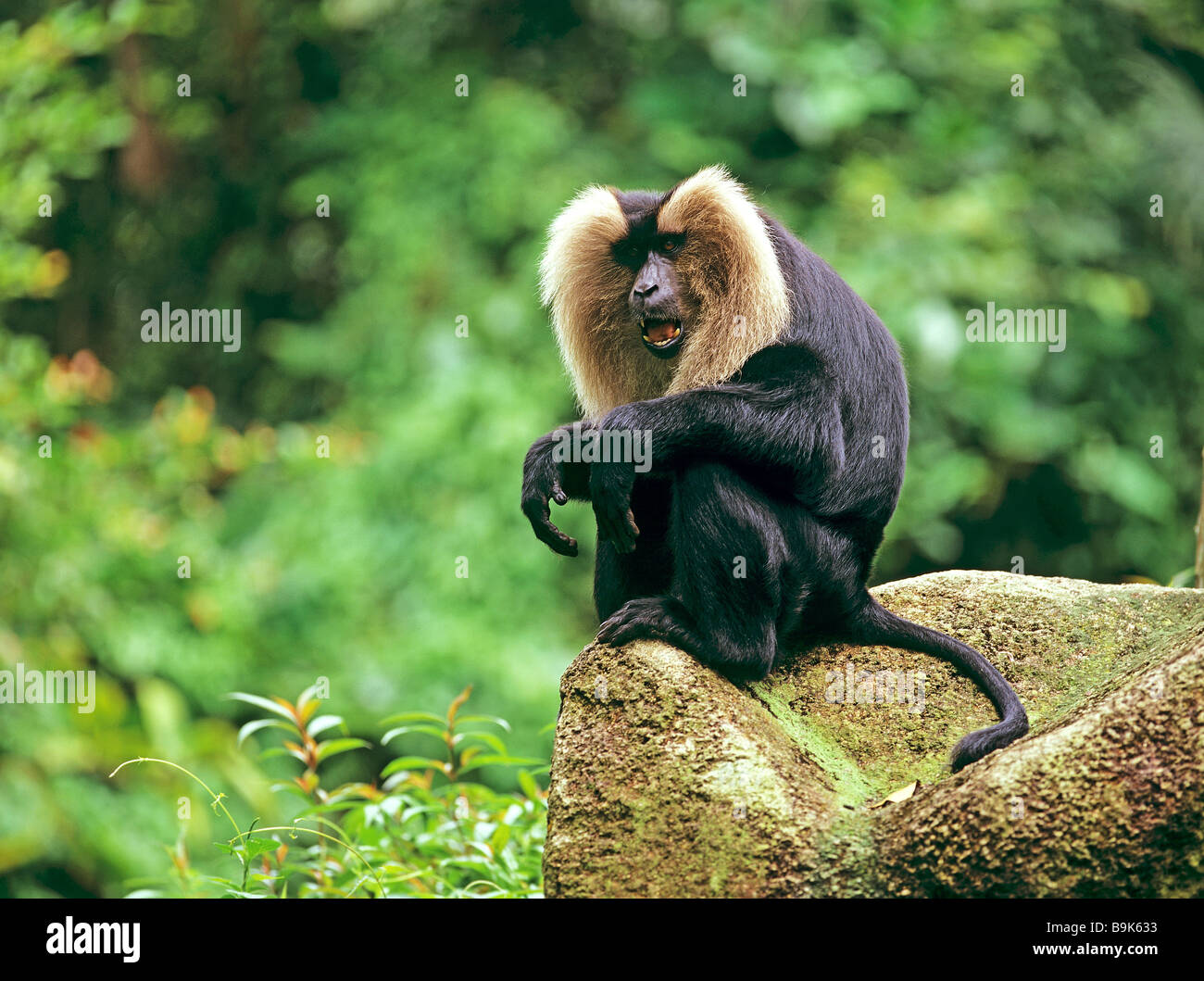 Lion tailed monkeys hi-res stock photography and images - Alamy