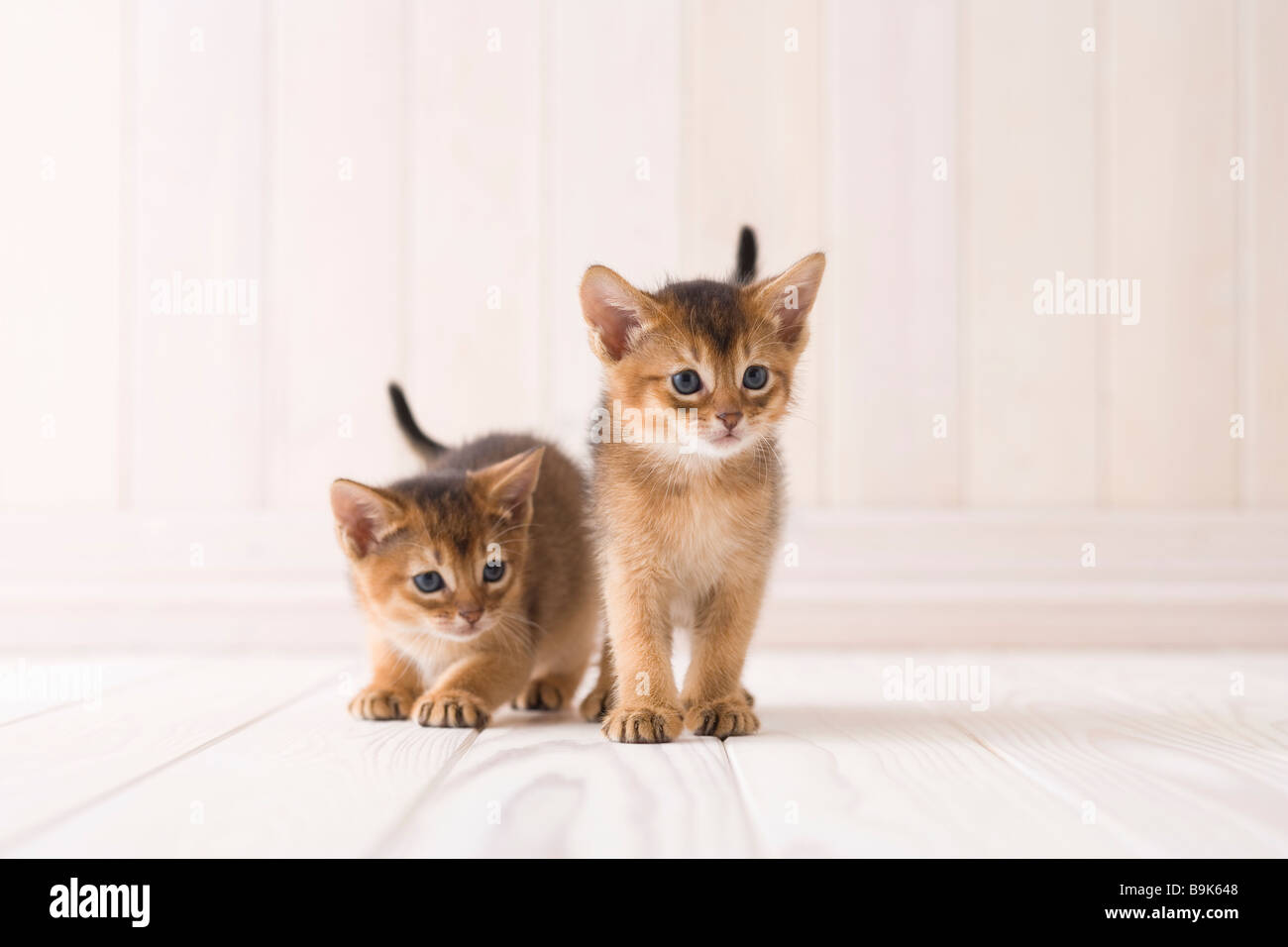 Abyssinian cat standing hi-res stock photography and images - Alamy