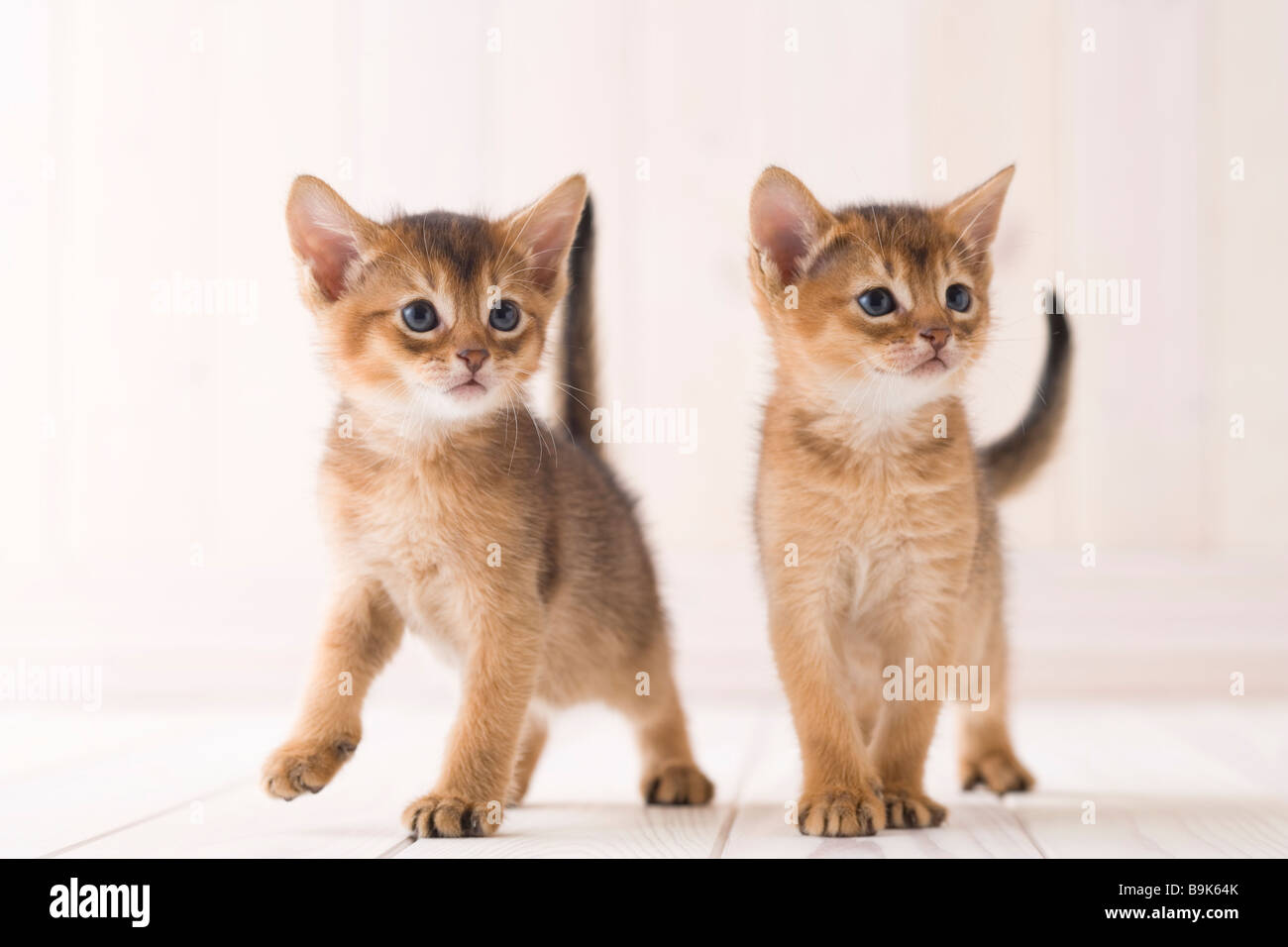 Abyssinian people hi-res stock photography and images - Alamy