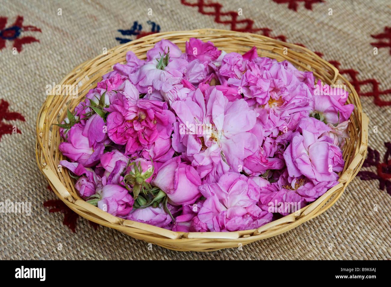 Morocco, High Atlas, rose valley, rose petals Stock Photo - Alamy