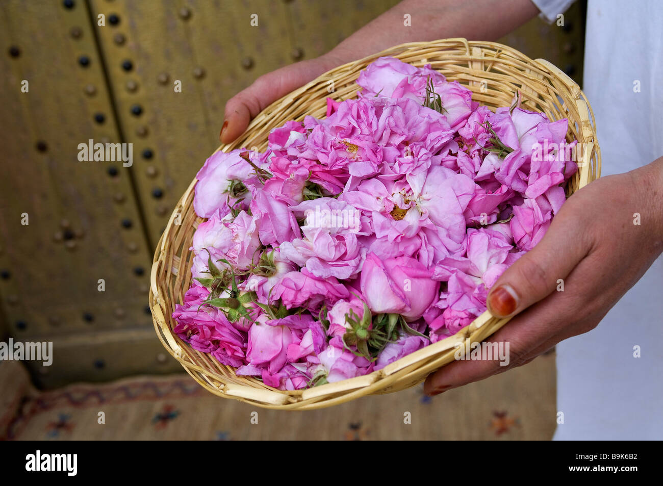 Morocco, High Atlas, rose valley, rose petals Stock Photo - Alamy