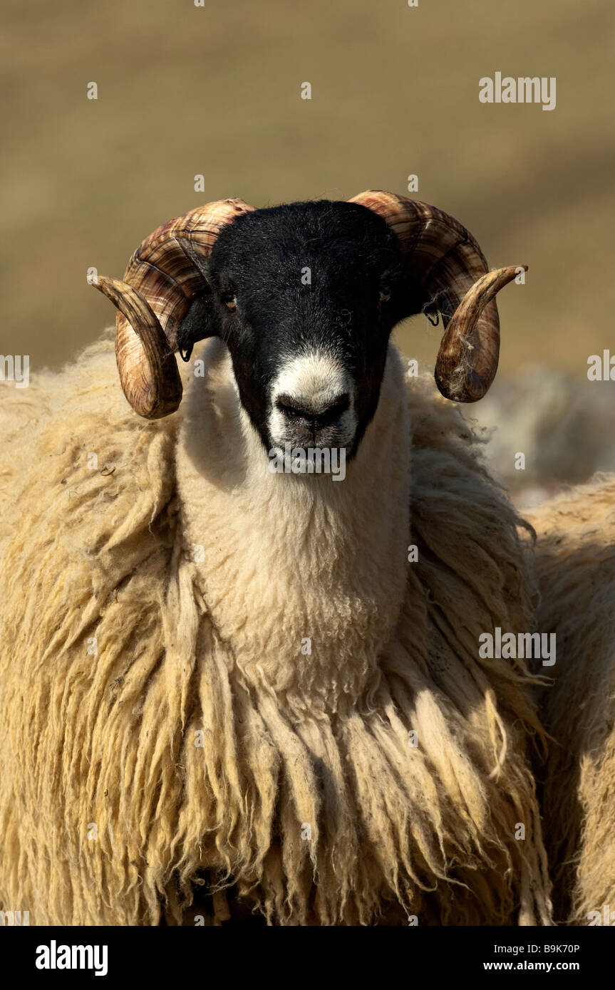 Blackface ram sheep tup hi-res stock photography and images - Alamy