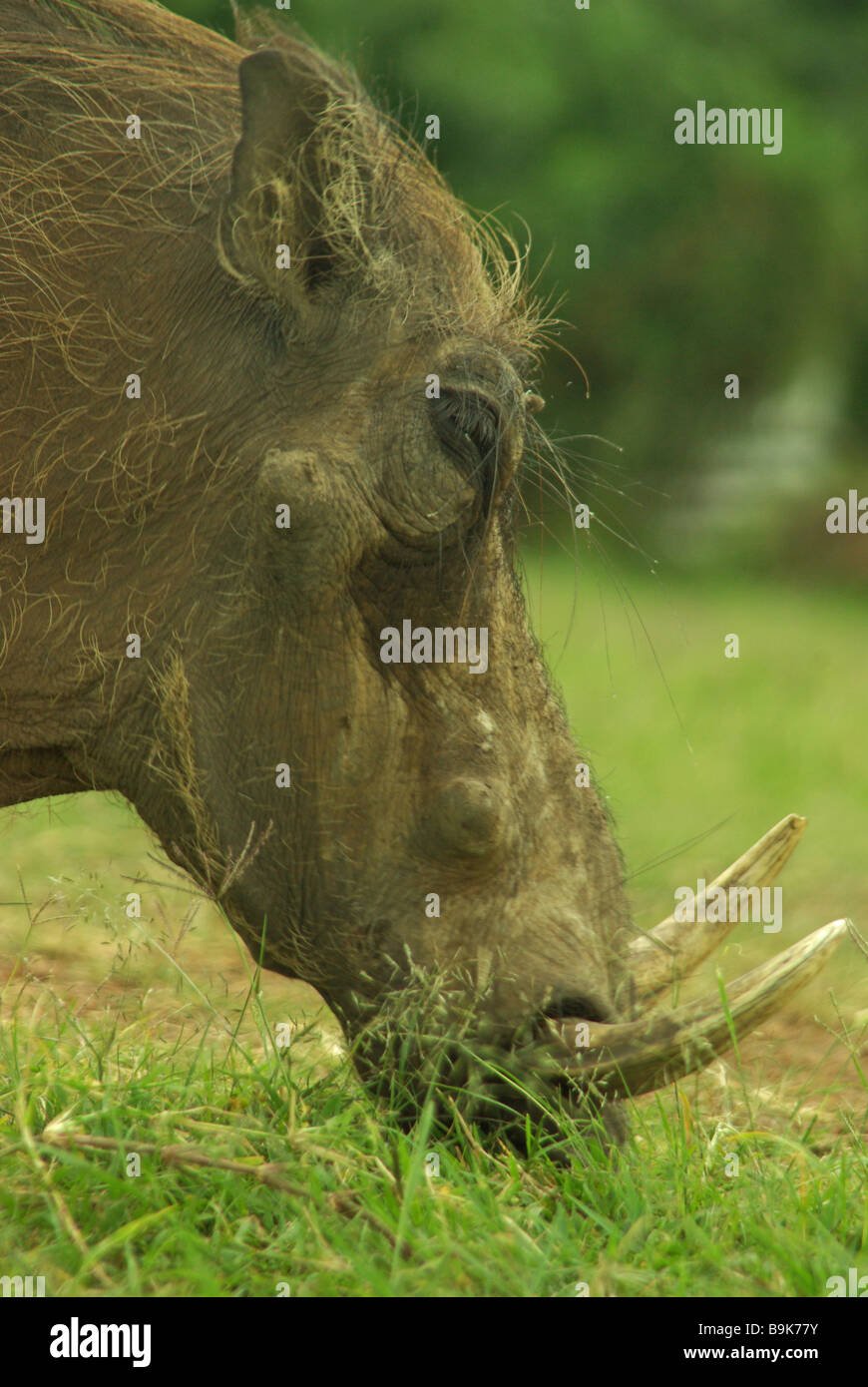 Warthog (Phacochoerus africanus Stock Photo - Alamy