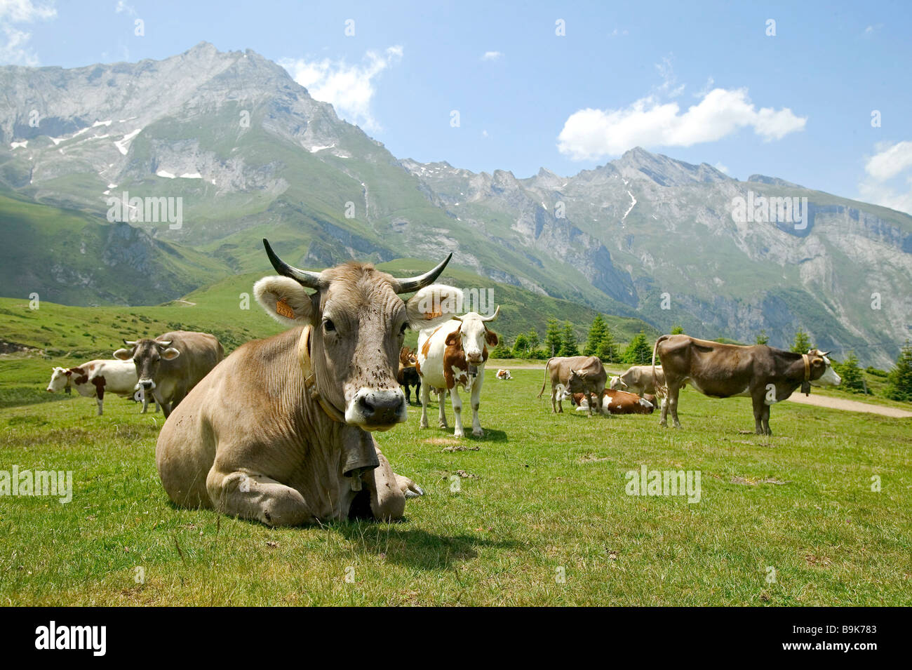 France, Hautes Pyrenees, herd of cows at Col de Soulor Stock Photo - Alamy