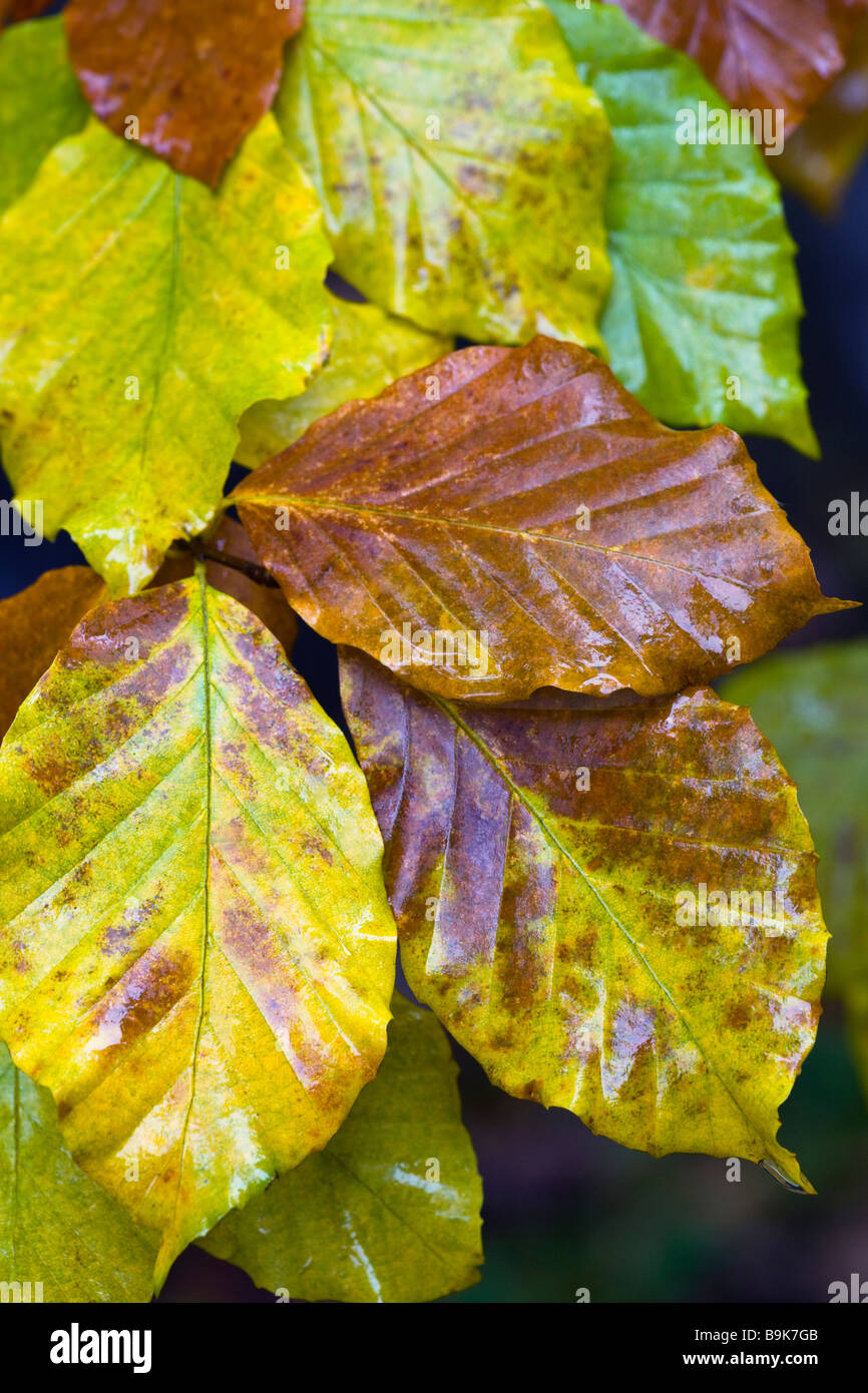 Beech leaf autumn uk hi-res stock photography and images - Alamy