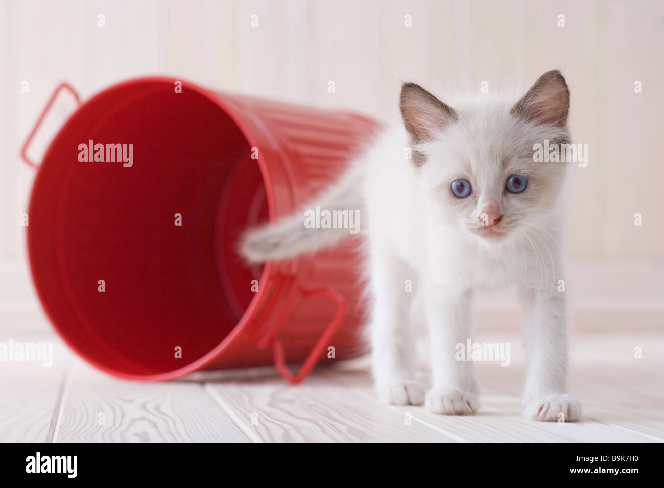 Rag doll cat standing hi-res stock photography and images - Alamy