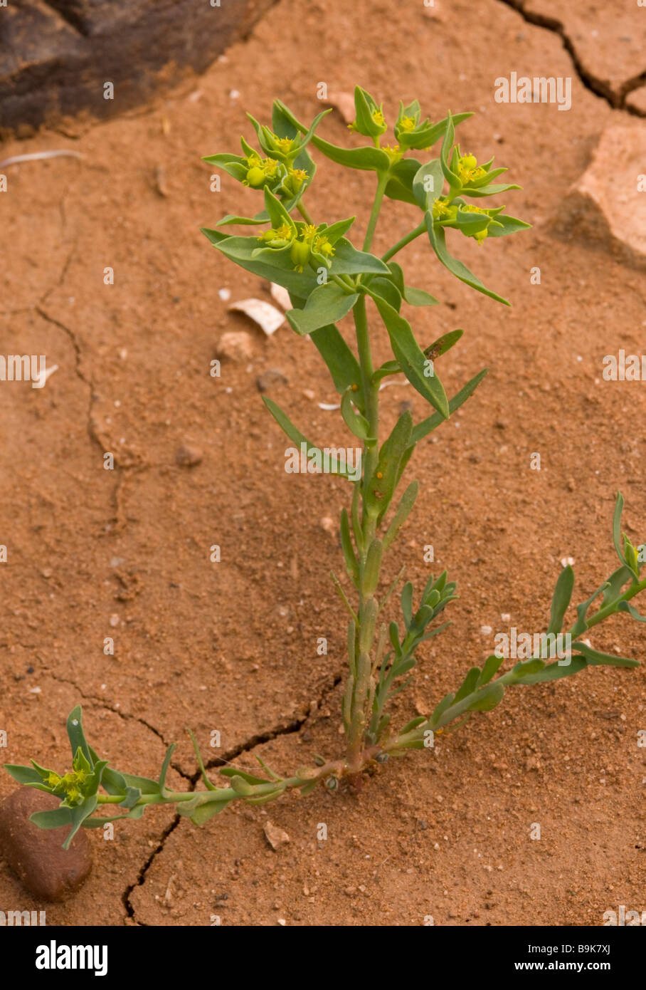Dwarf Spurge Euphorbia exigua uncommon cornfield weed Stock Photo - Alamy