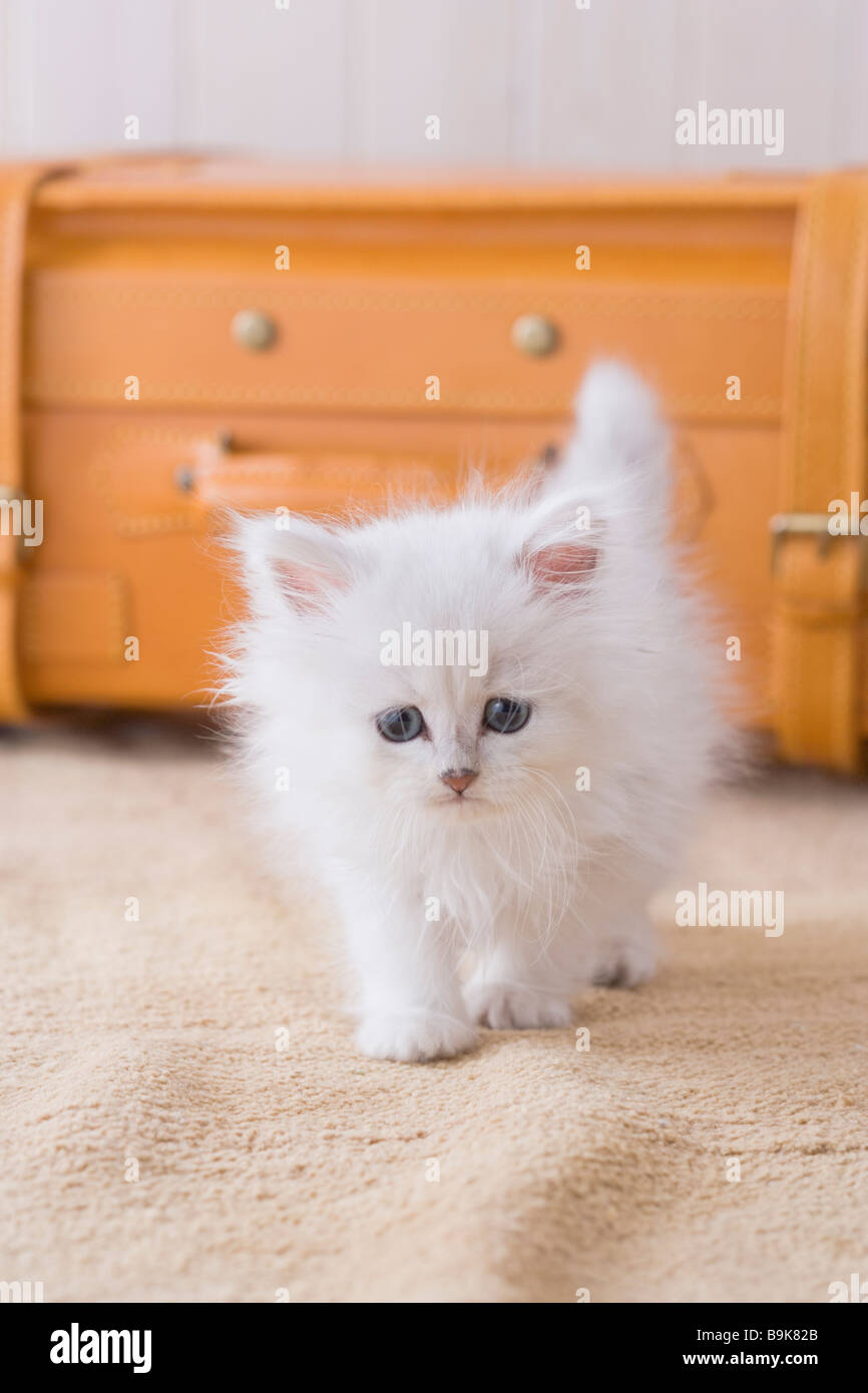 Persian standing in front of a suitcase Stock Photo - Alamy