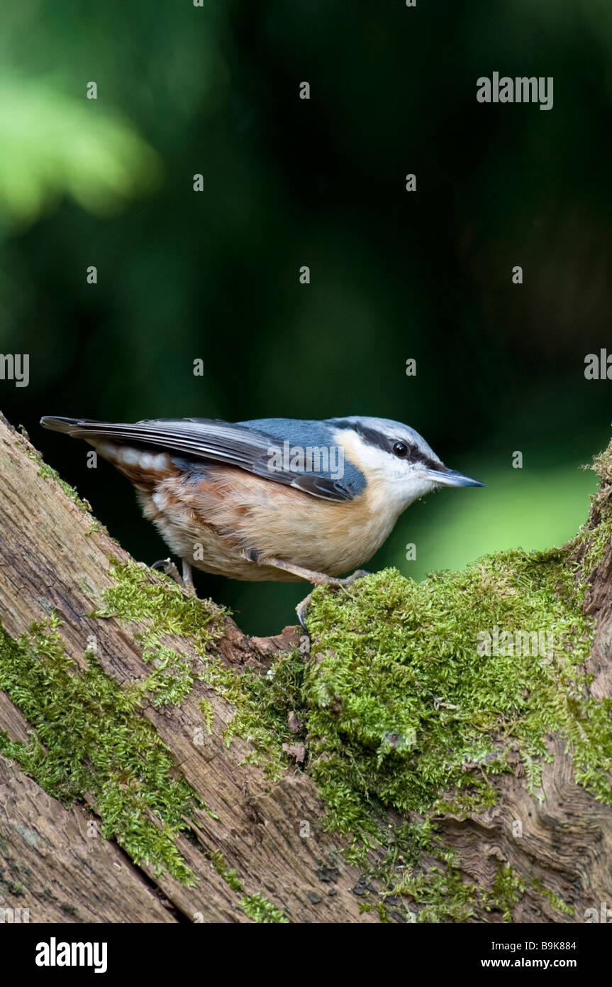 Eurasian nuthatches hi-res stock photography and images - Alamy