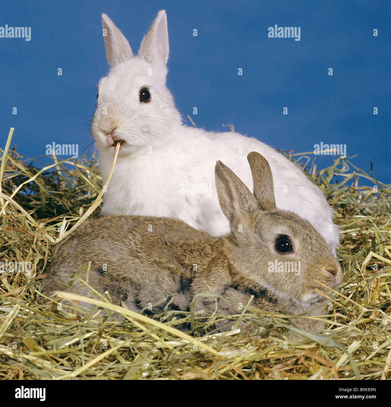 Two white rabbits hi-res stock photography and images - Alamy