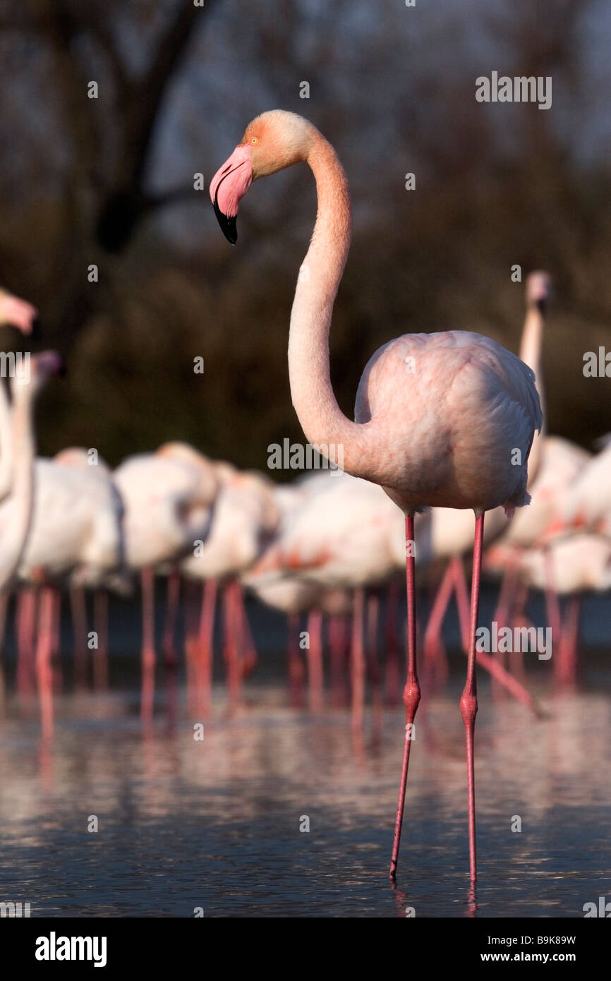 West indian flamingo hi-res stock photography and images - Alamy