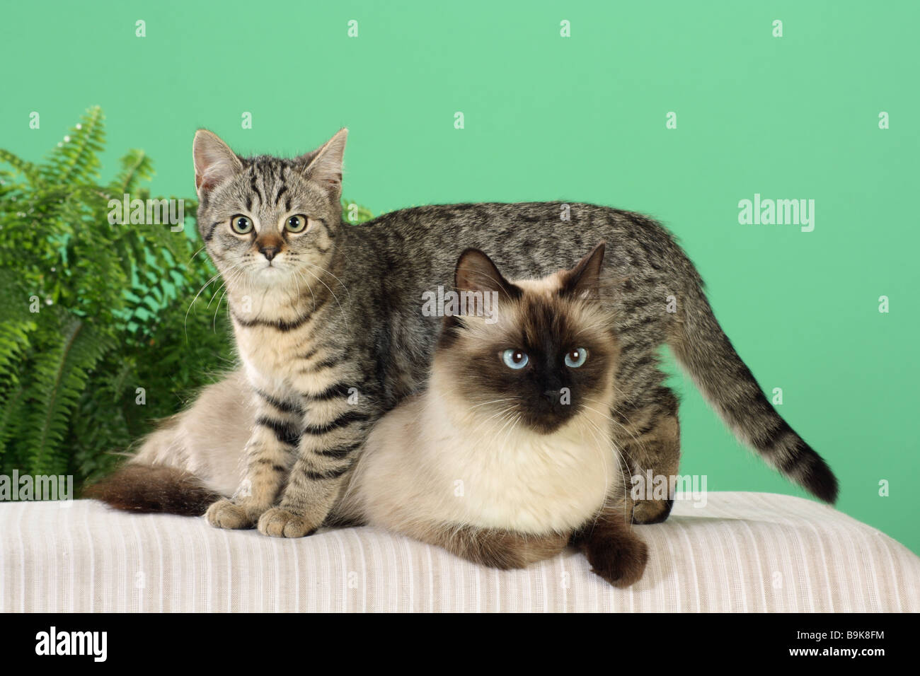 two domestic cats Stock Photo - Alamy