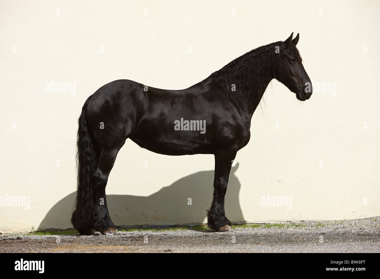 Friesian horse - standing Stock Photo - Alamy
