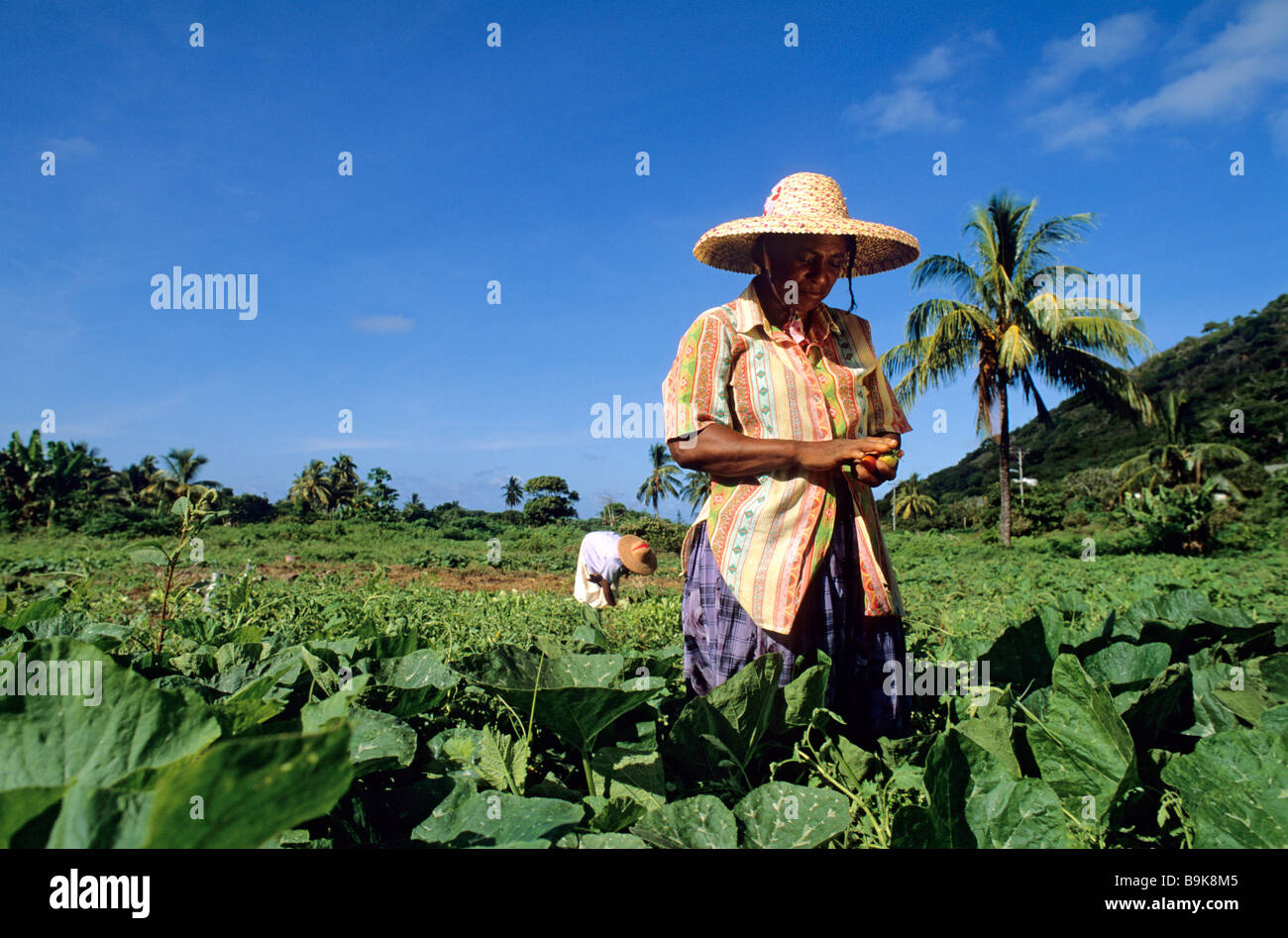 Mauritius, Rodrigues Island, Anse Mourouk, Port Sud Est, farmer Stock ...