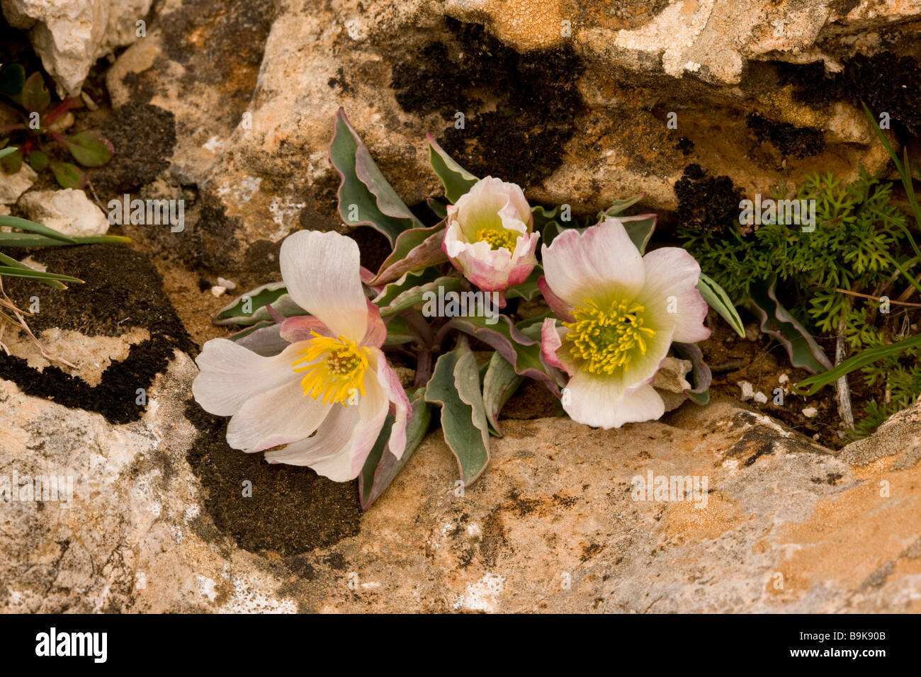 Crevice garden hi-res stock photography and images - Alamy