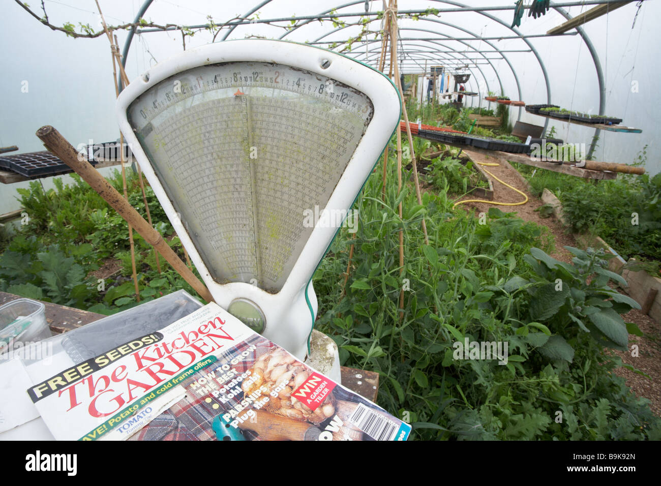 weghing scales in organic veg polytunnel Stock Photo - Alamy