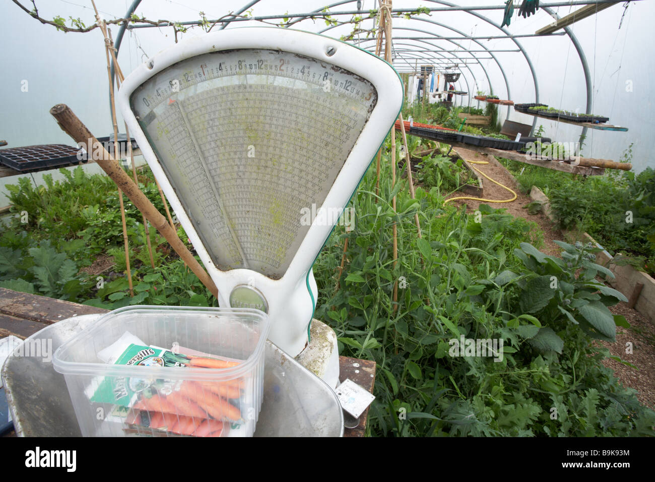 weghing scales in organic veg polytunnel Stock Photo - Alamy