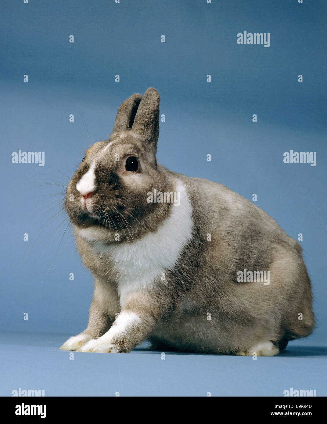 dwarf rabbit - cut out Stock Photo - Alamy
