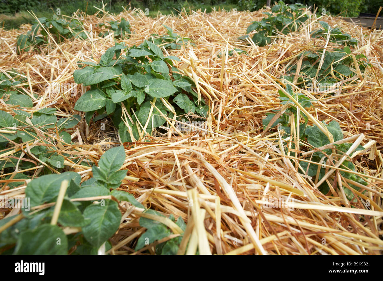 Potato growing amongst hi-res stock photography and images - Alamy