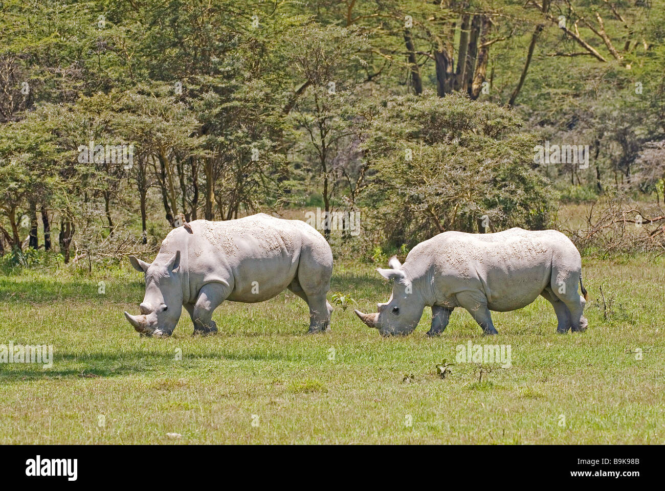 two White Rhinoceroses - walking on meadow / Ceratotherium Simum Stock ...