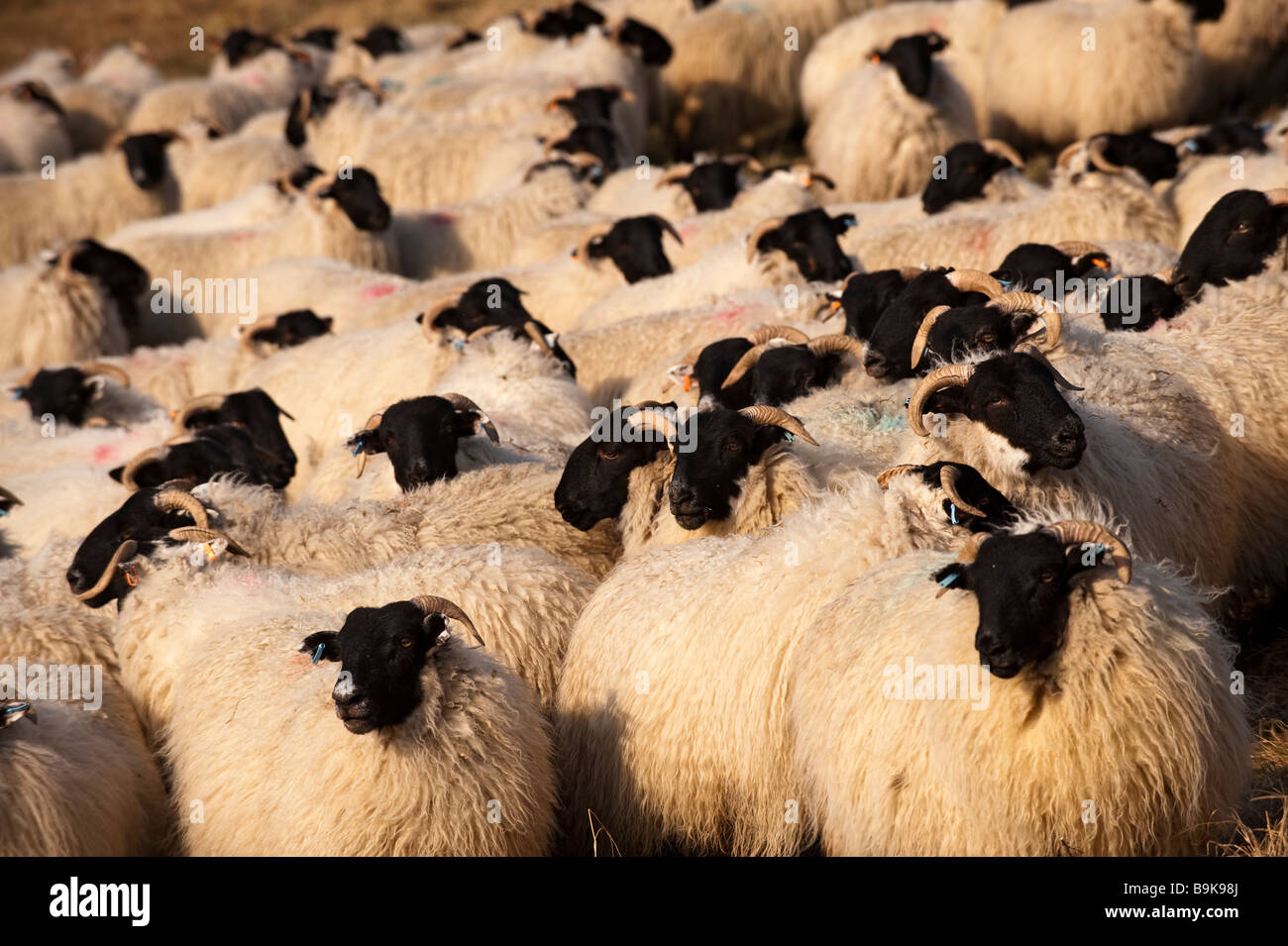 Hexham type Blackface gimmer hoggs in spring, Northumberland Stock ...