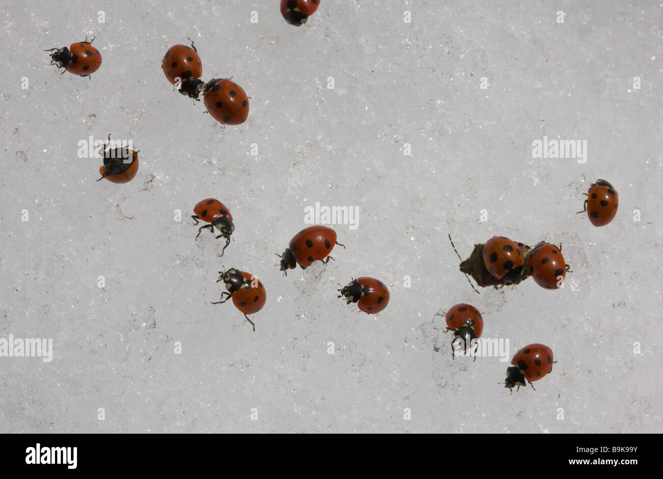 African black beetles hi-res stock photography and images - Alamy
