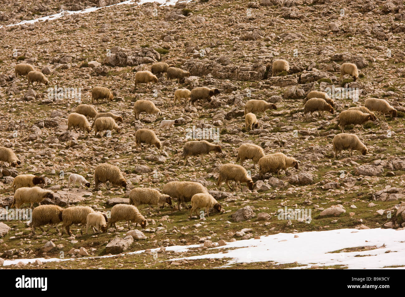 Sheep atlas mountains hi-res stock photography and images - Alamy